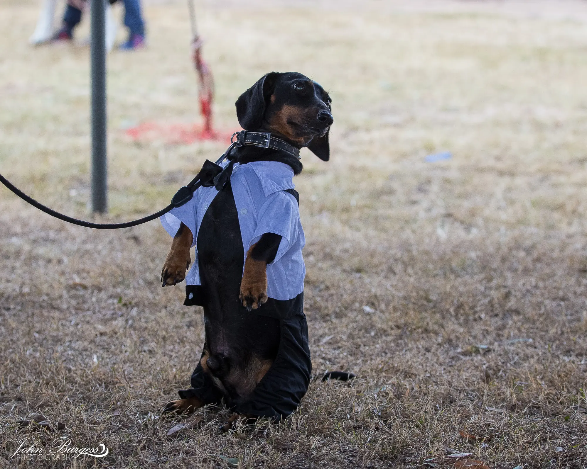 Gallery - Wee Waa Show Society